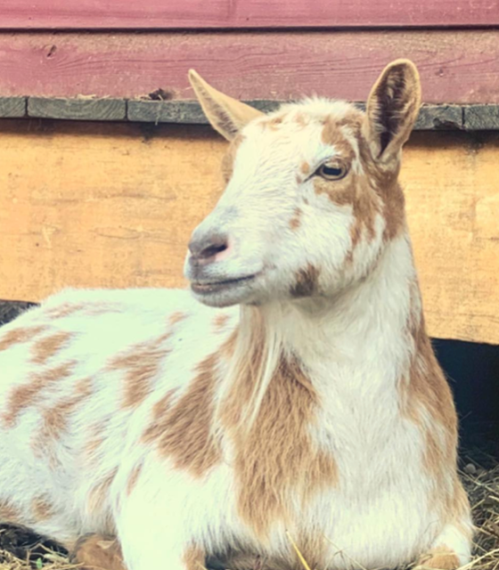 The Social Goat Bed & Breakfast | Pickleball Insider